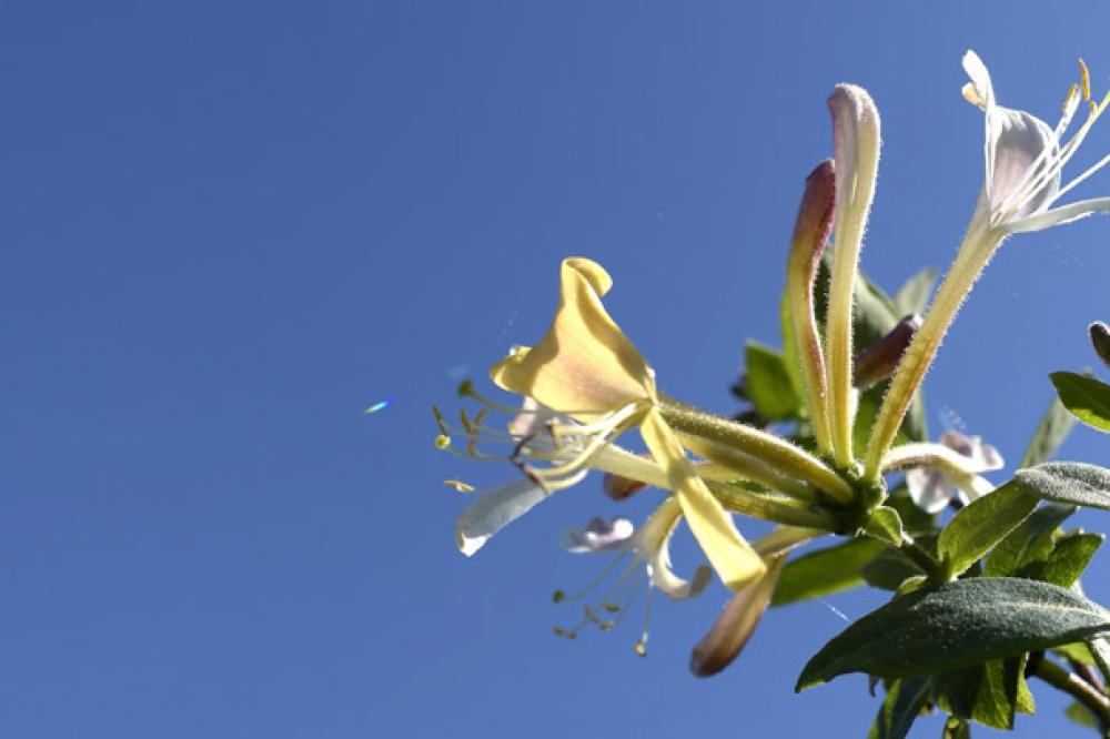 La flore | Côtes d'Armor le Département
